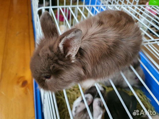 Декоративный карликовый кролик
