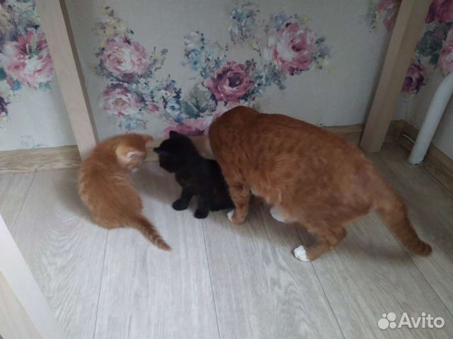 Котята