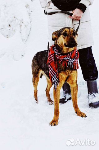 Комета в добрые руки