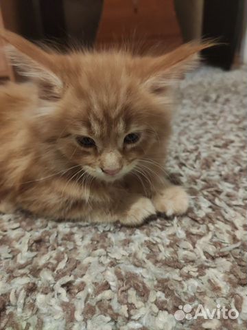 Алиментный котёнок