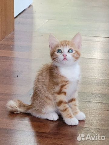 Котята рыжие