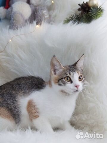 Трёхцветная котенок девочка Лика 4 месяца в дар