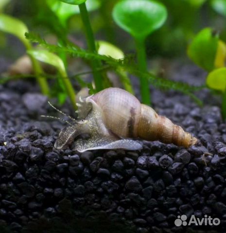 Улитка мелании и катушки