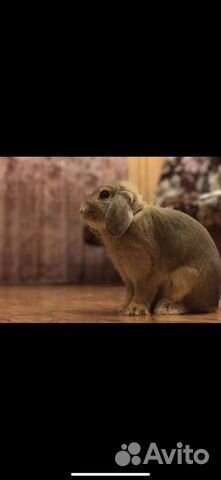 Декоративный кролик