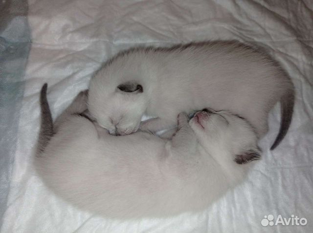 Котята тайские