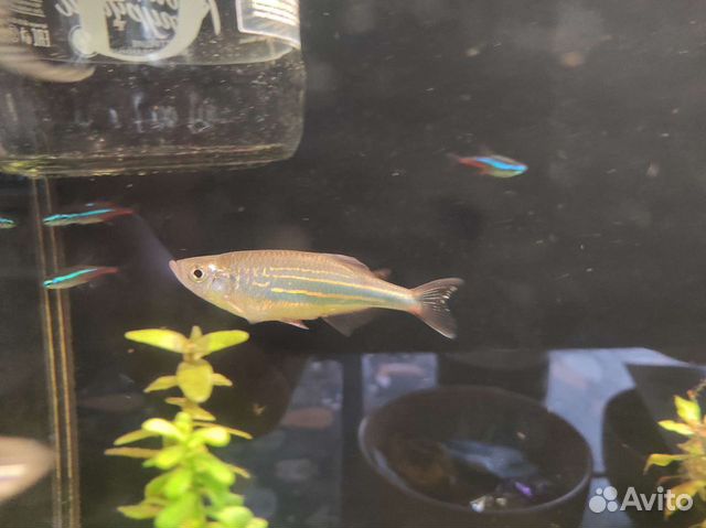 Данио Малабарский (Devario Aequipinnatus)