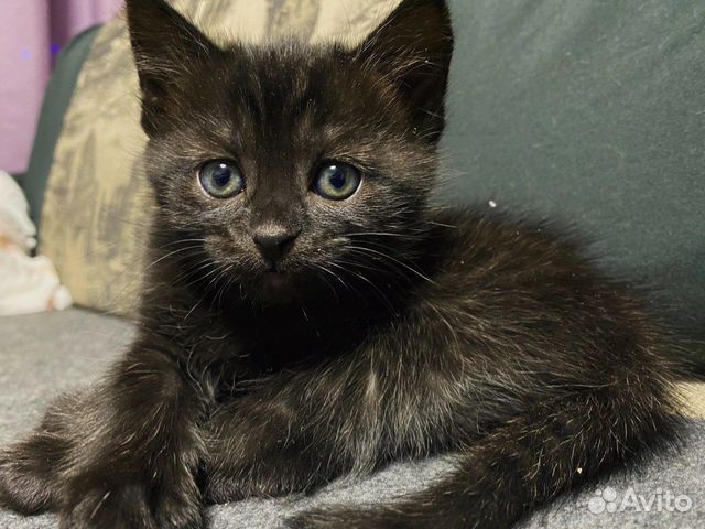 Британские котята