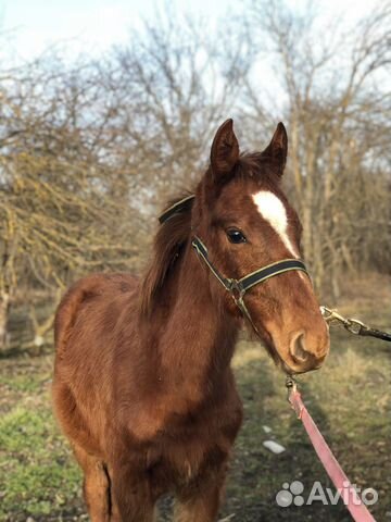 Английский чистокровный жеребец