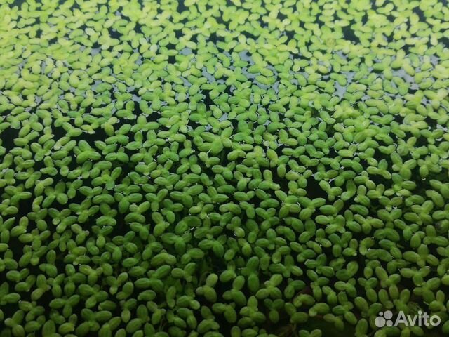 Бесплатно, ряска в аквариум