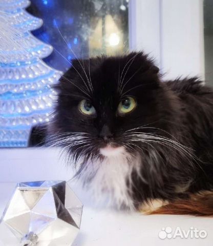 Очаровательный котейка