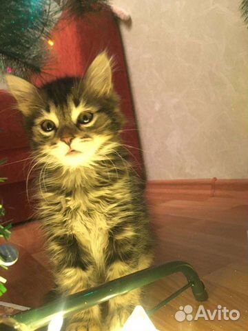 Котята Сибирские