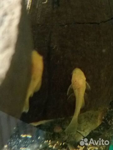 Сомики, жёлтый анцитрус