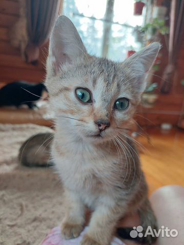 Маленький красавчик