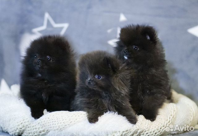 Щенки шпица мальчики и девочка