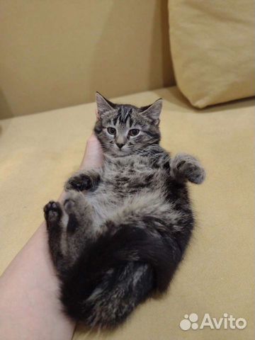 Тайсон,ищет дом