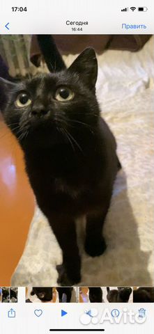 Котенок срочно ищет дом