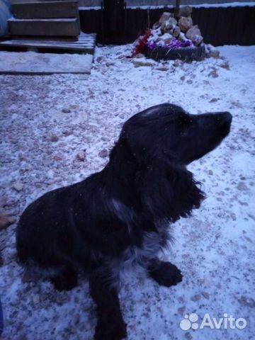 Русский спаниель вязка. Ищем мальчика