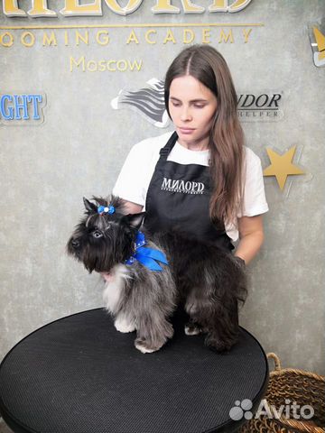 Собаки