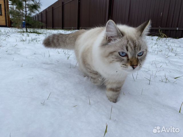 Невский Маскарадный кот на вязку