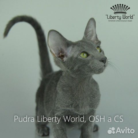 Pudra Liberty World, OSH a CS