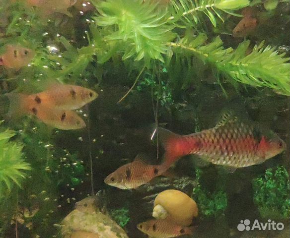 Рыбки барбусы