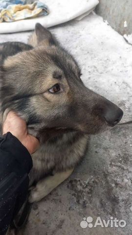 Собаки