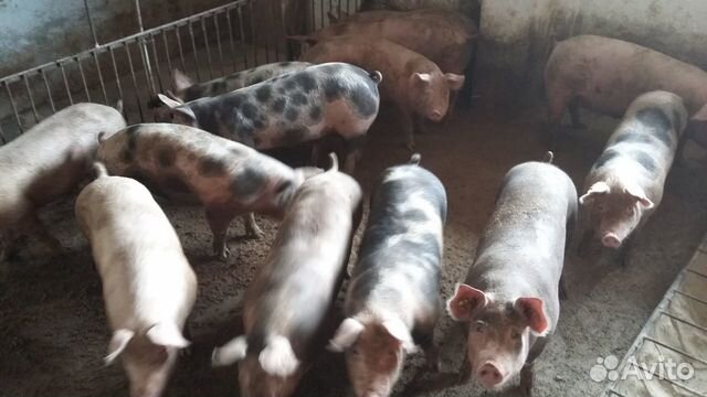 Продам кабанчиков
