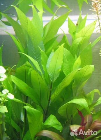 Аквариумное растение