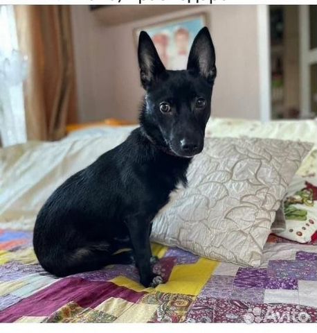 Отдаю собаку Ланочку 1 год 8 кг в дар