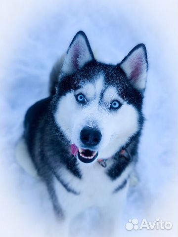 Сибирский хаски