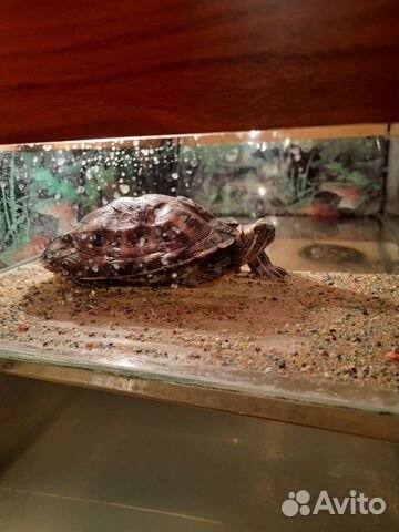 Черепашки красноухие