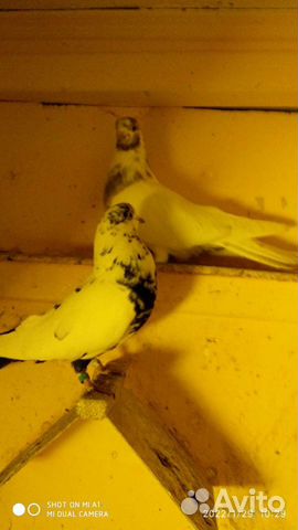 Голуби свердловские