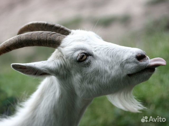 Продаются Козлы и молодые козлики