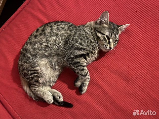 Красивый котенок 4 месяца