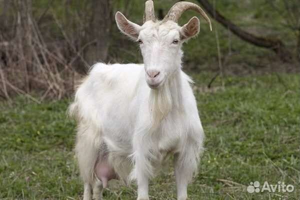 Коза дойная