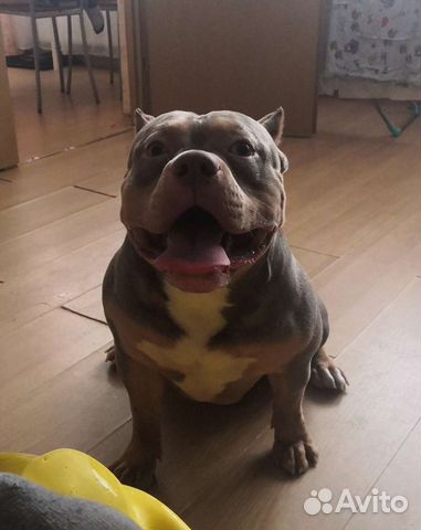 Американский булли вязка