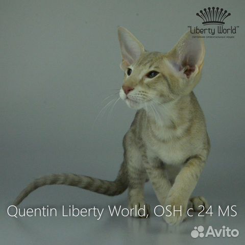 Quentin Liberty World, OSH c 24 MS