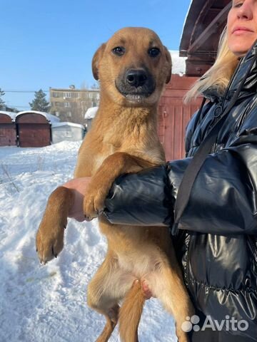 Собаки бесплатно