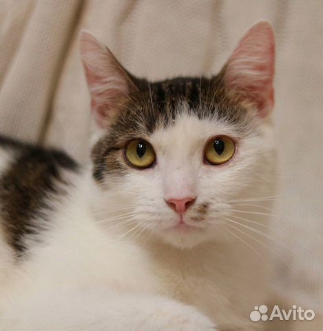 Каспер маленткое желтоглазое приведение