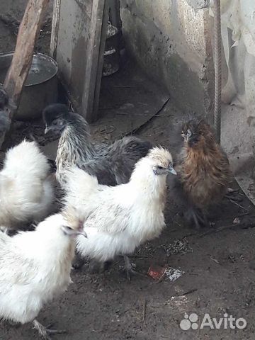 Китайские куры