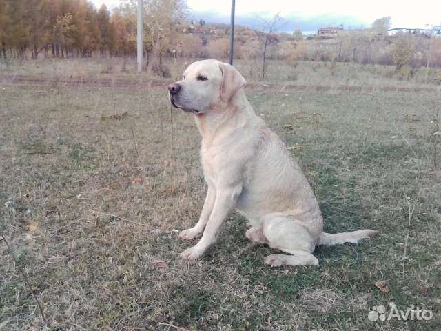 Вязка Лабрадор ретривер