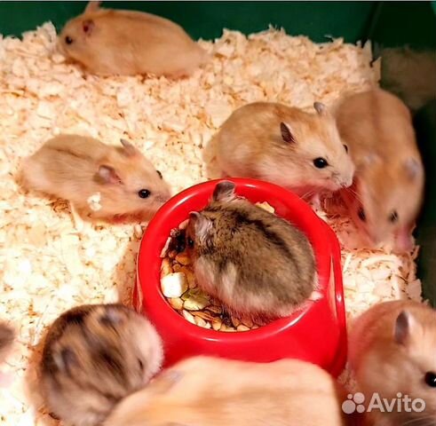 Джунгарский хомяк