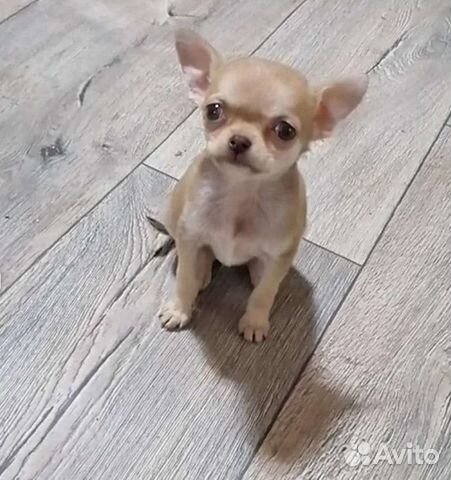 Чихуахуа мини