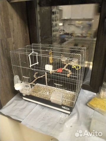 Японские амадины с клеткой