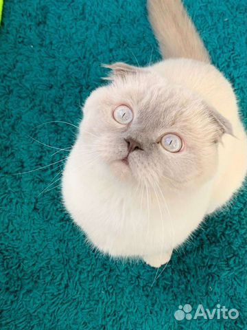 Кот шотландец вязка