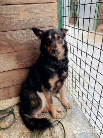 Спасите крошку Сью из приюта