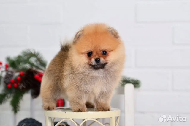 Шикарный малыш