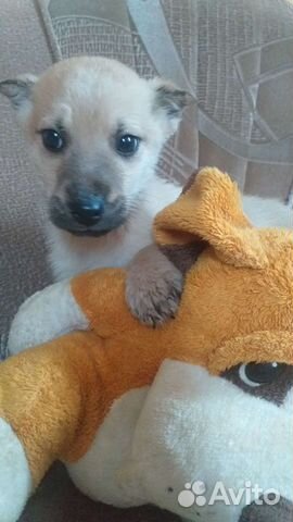 Мальчики двойняшки 2 мес