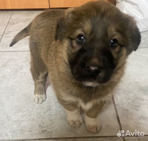 Отдадим щеночка в добрые и любящие ручки