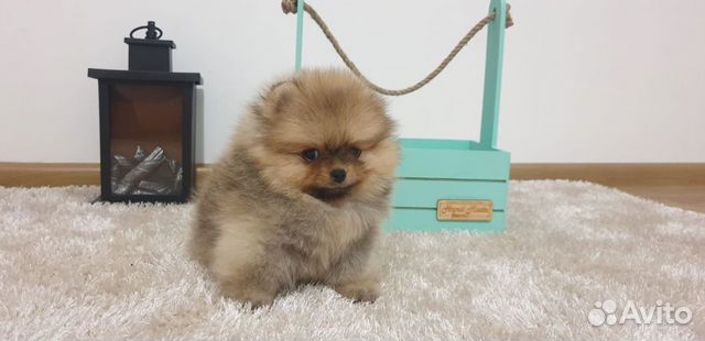 Шпиц померанский